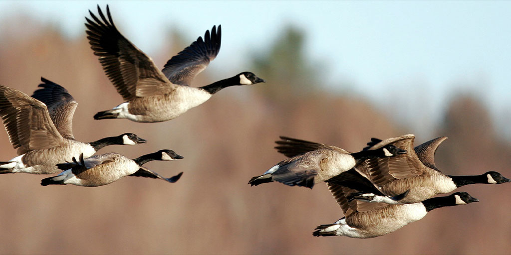 Worldwide Immigration Trends Reports | Fragomen, Del Rey, Bernsen ...